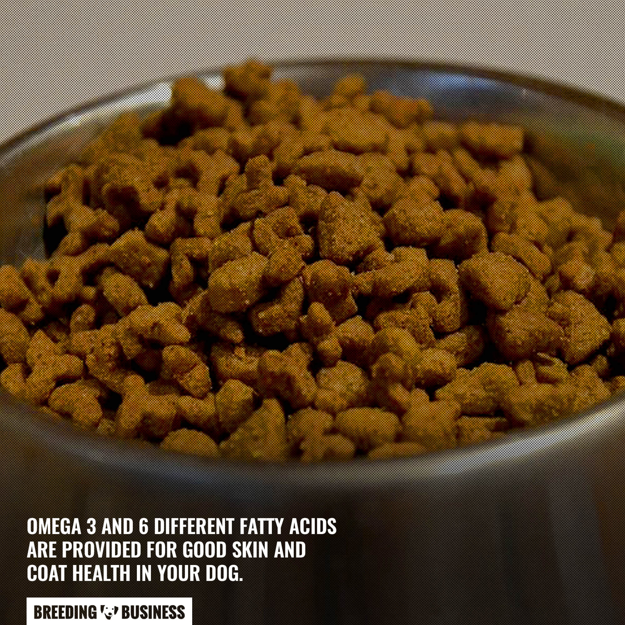 11 Best High-Protein Dog Foods – Factors To Consider, Reviews & FAQ