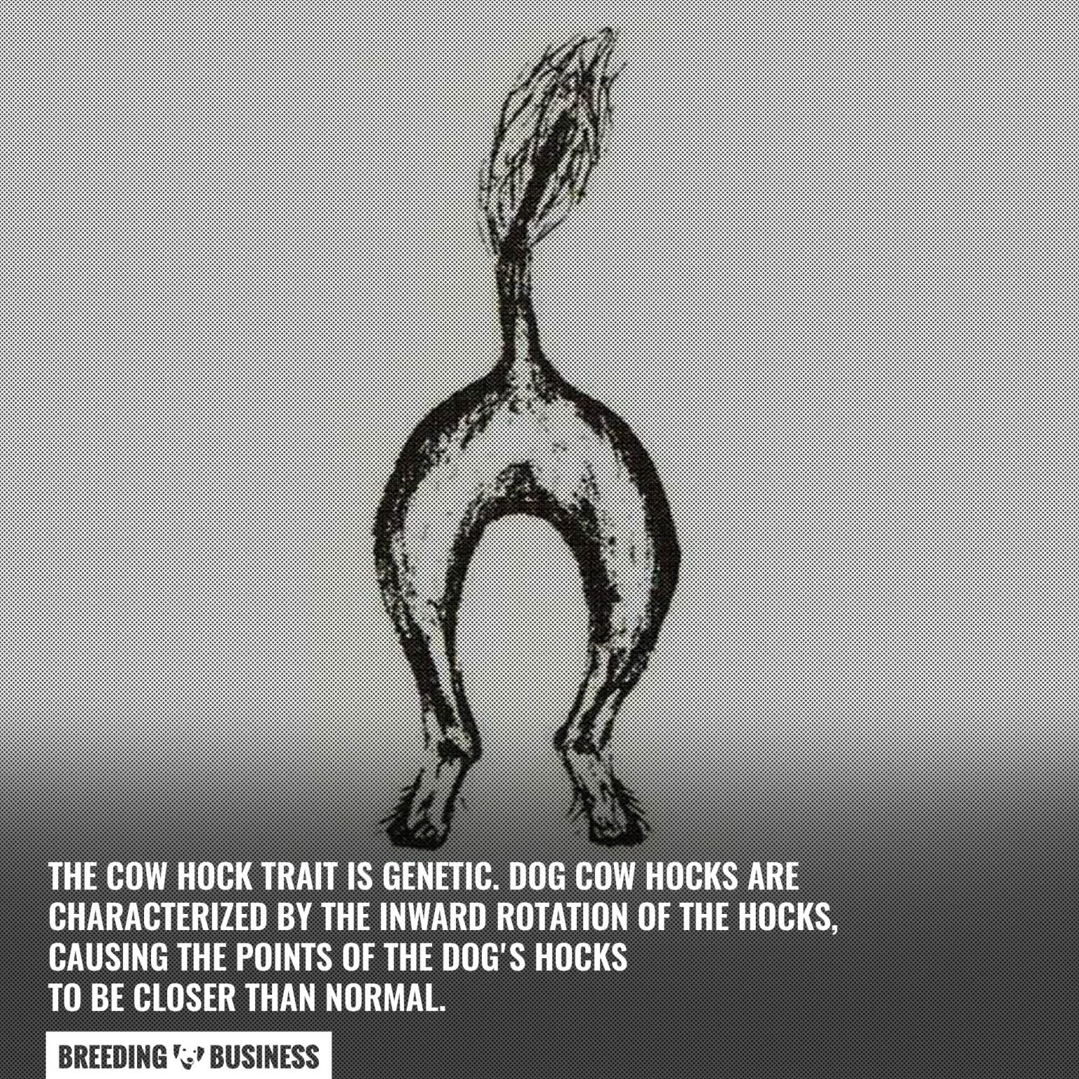 Cow-Hocked Dogs – Definition, Health Risks, What To Do & FAQ