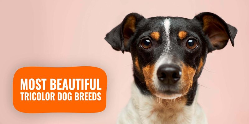 20 Most Beautiful Tricolor Dog Breeds – Genetics, Traits & FAQ