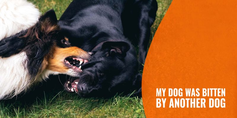 My Dog Was Bitten By Another Dog – What To Do, Treatment & FAQ