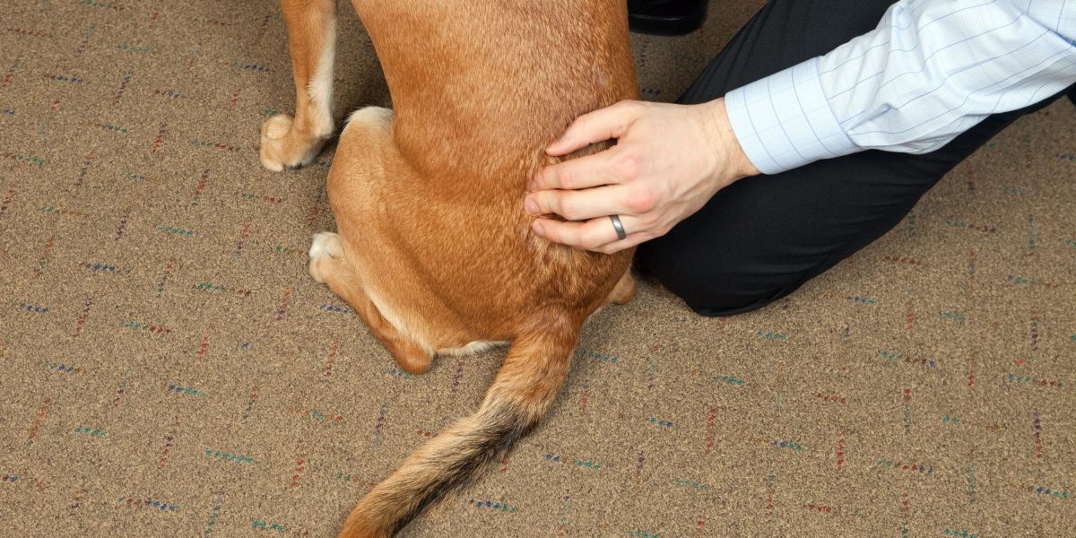 10 Common Dog Spine Problems – Symptoms, Causes & Treatments